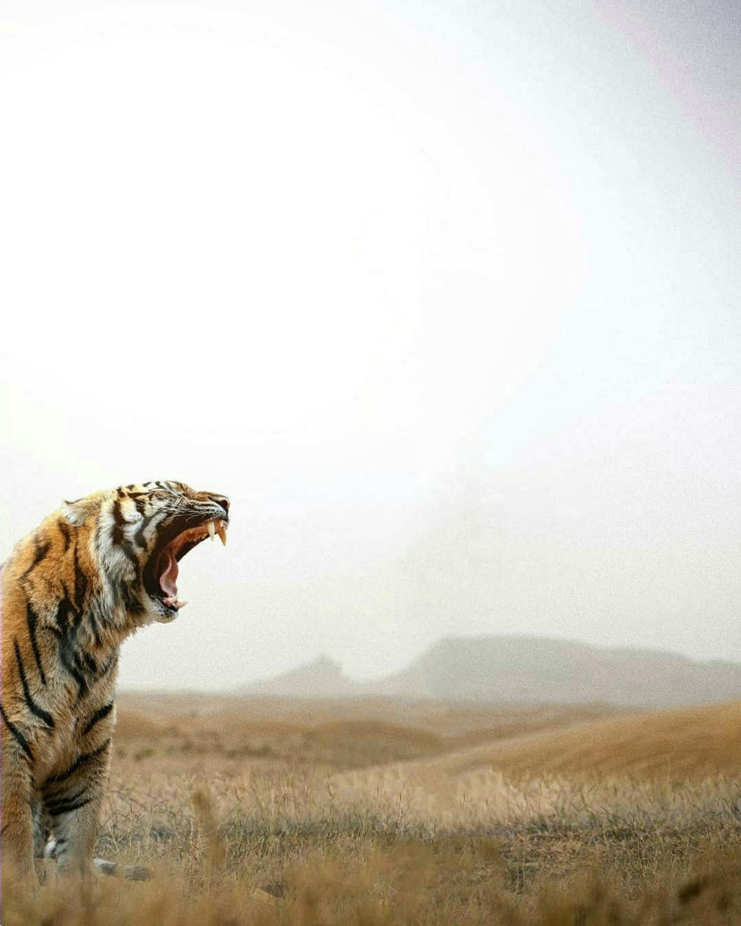 🔥 Tiger New Editing Picsart Background | CBEditz
