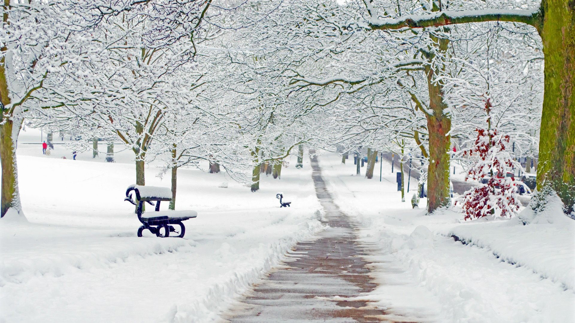 🔥 Winter Tree Background HD Images Photos Download | CBEditz