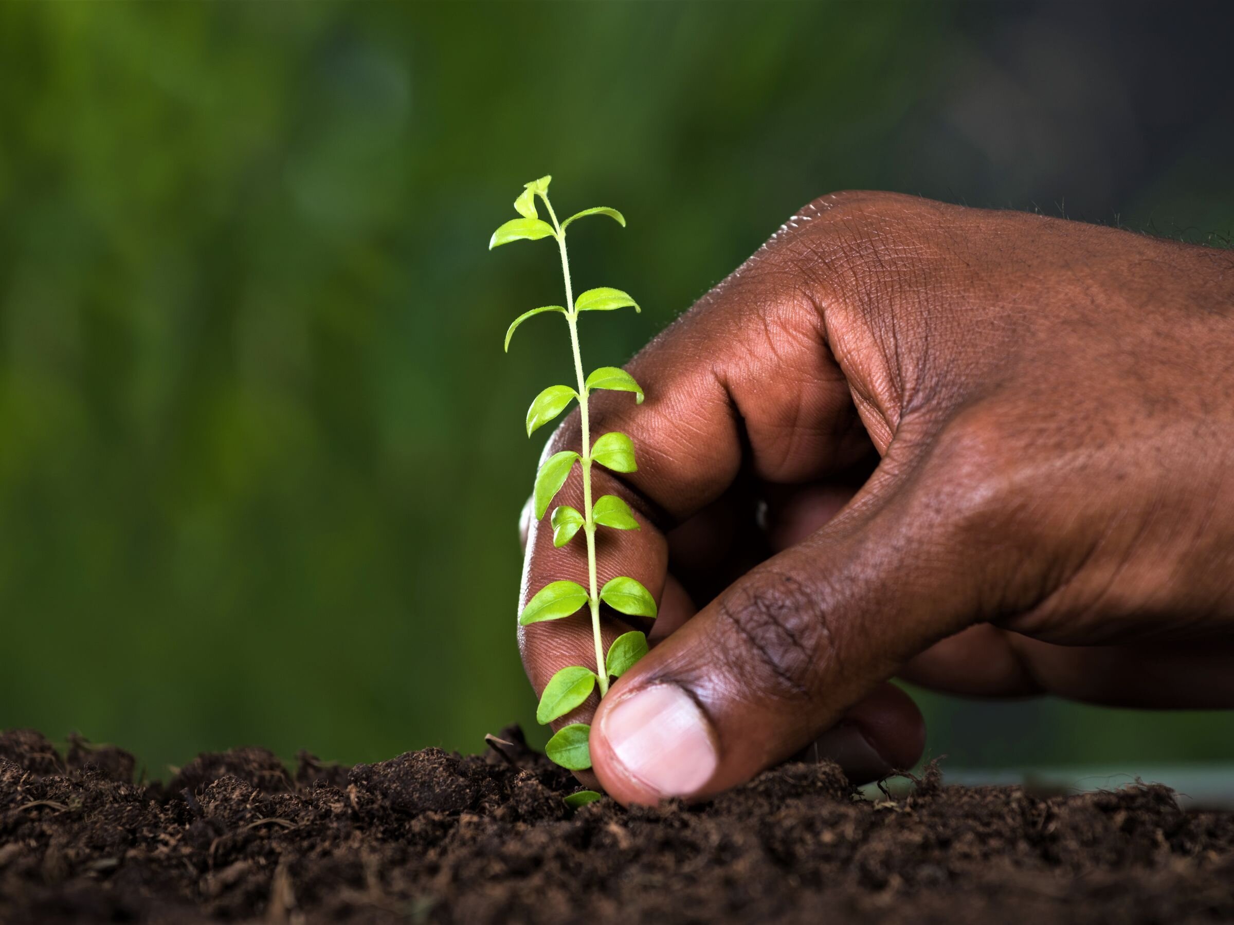 🔥 Tree Planting Background HD Images Photos | CBEditz