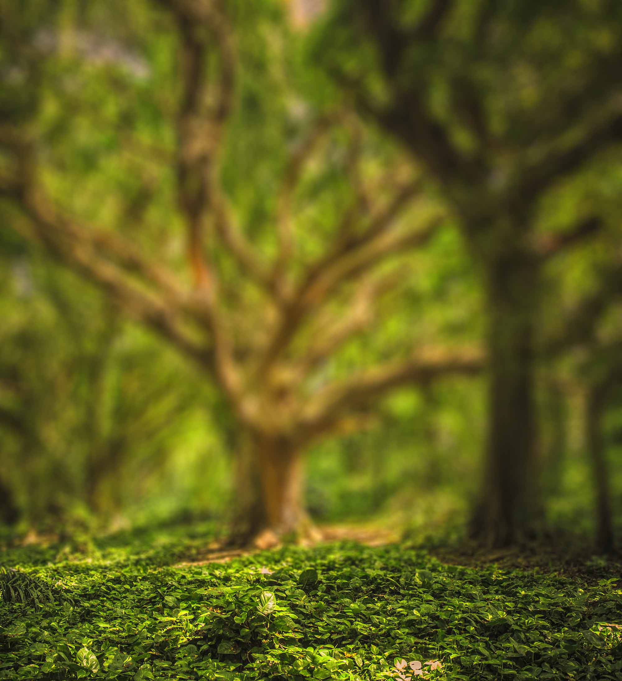 🔥 Blur Tree CB Picsart Editing Background HD Download | CBEditz
