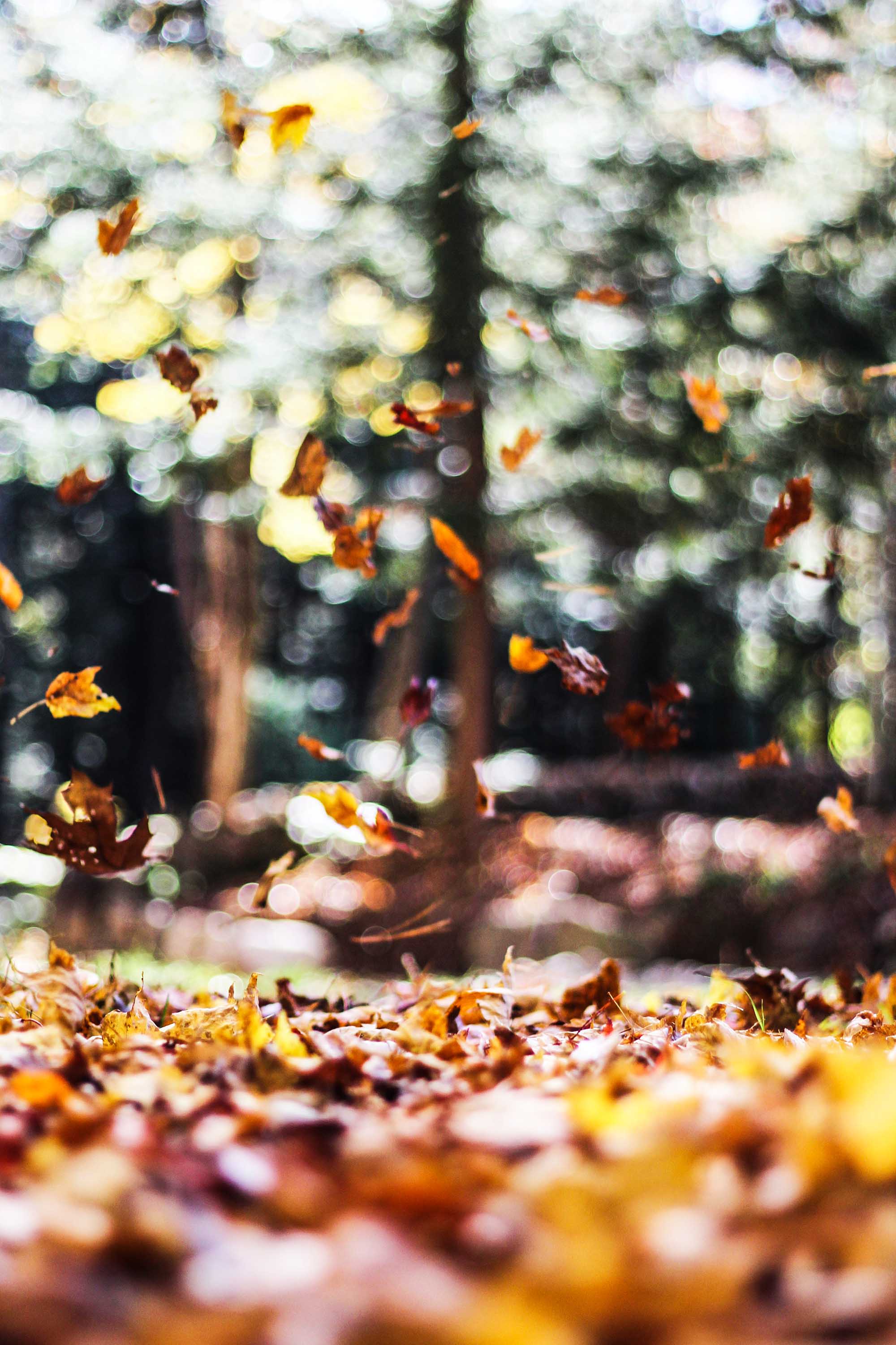 🔥 Blurred Tree Editing Background Full HD Download | CBEditz