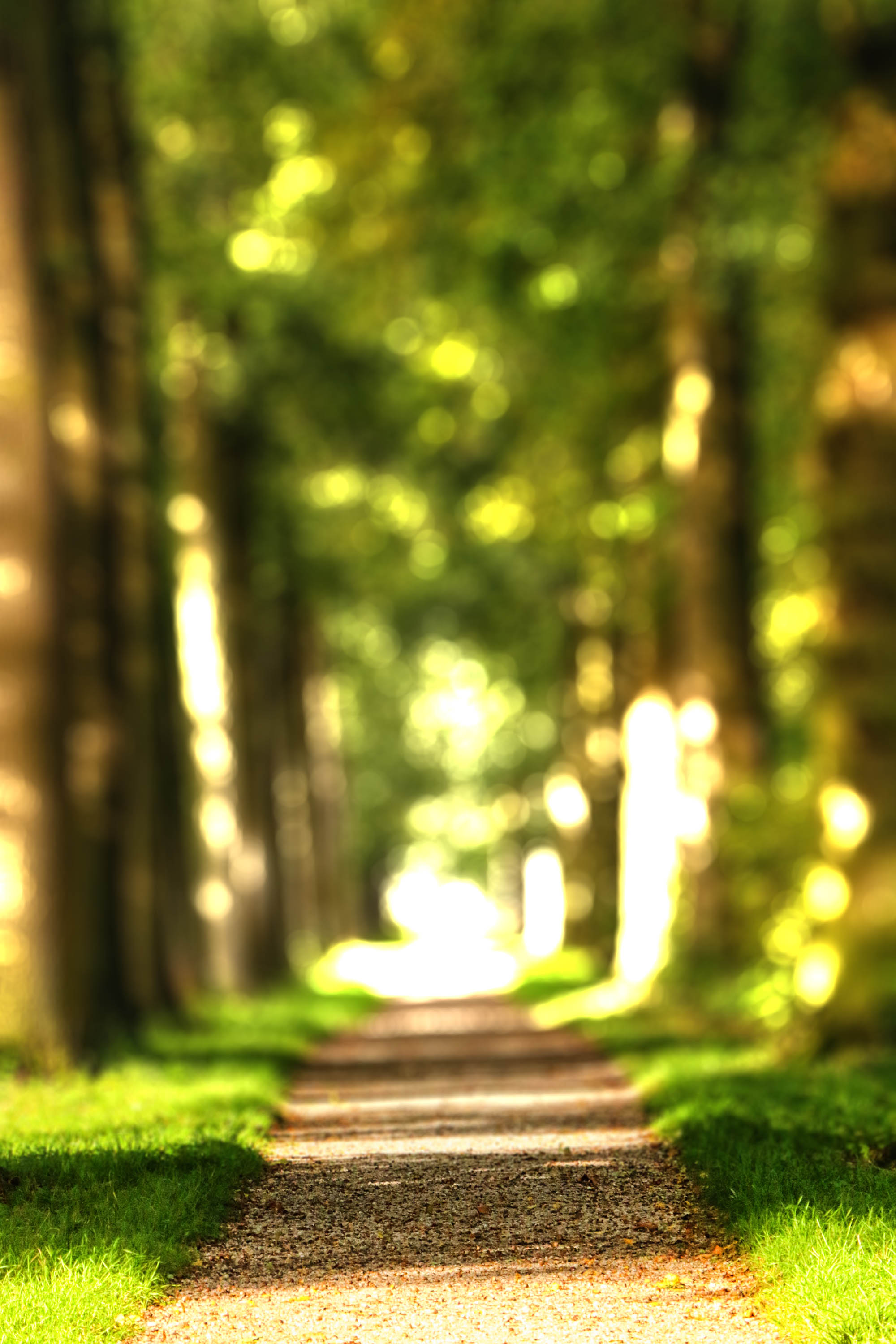 🔥 Green Blur Tree CB Picsart Editing Background HD Download | CBEditz