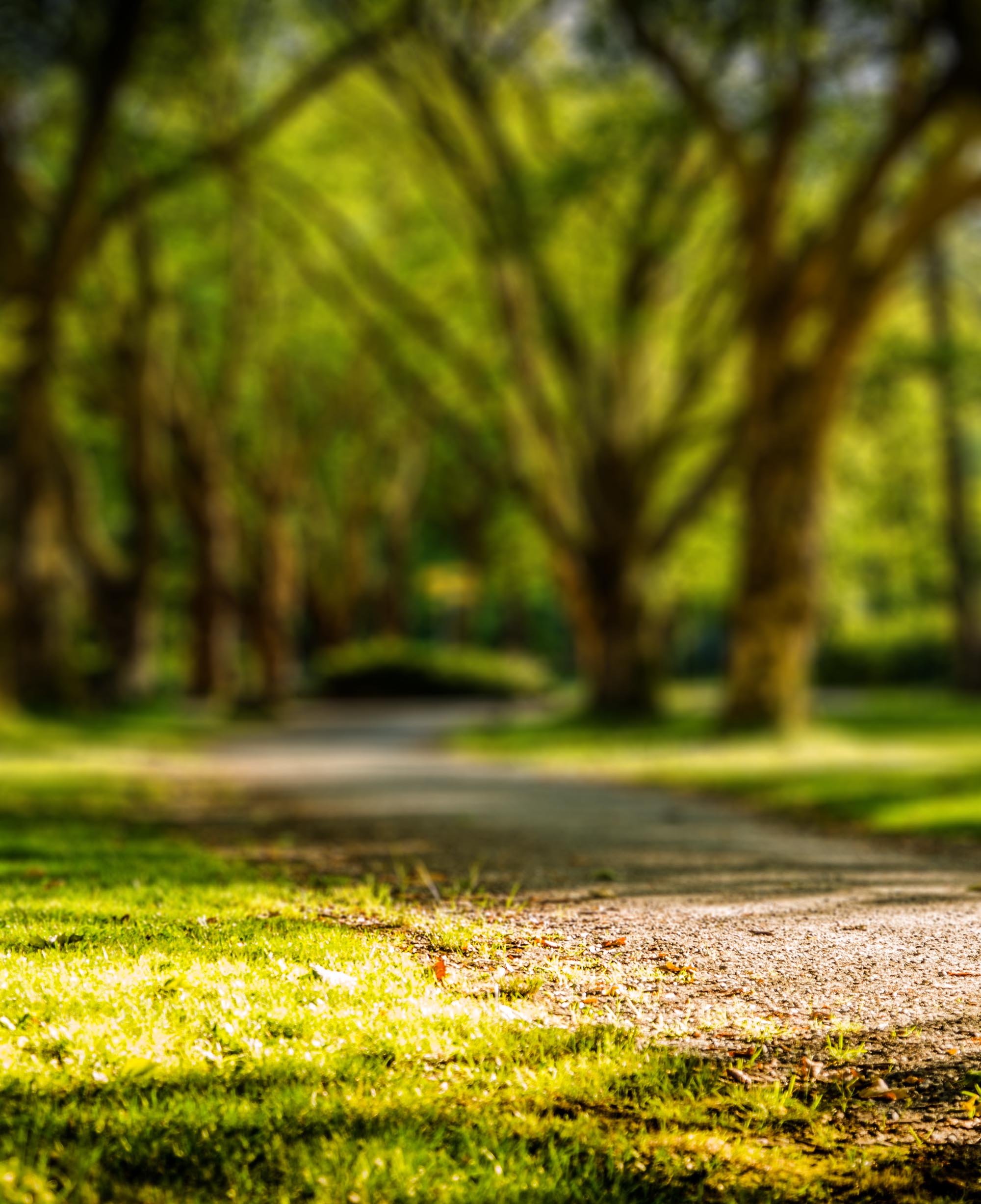 🔥 Green Blur Tree CB Picsart Editing Background HD Download | CBEditz