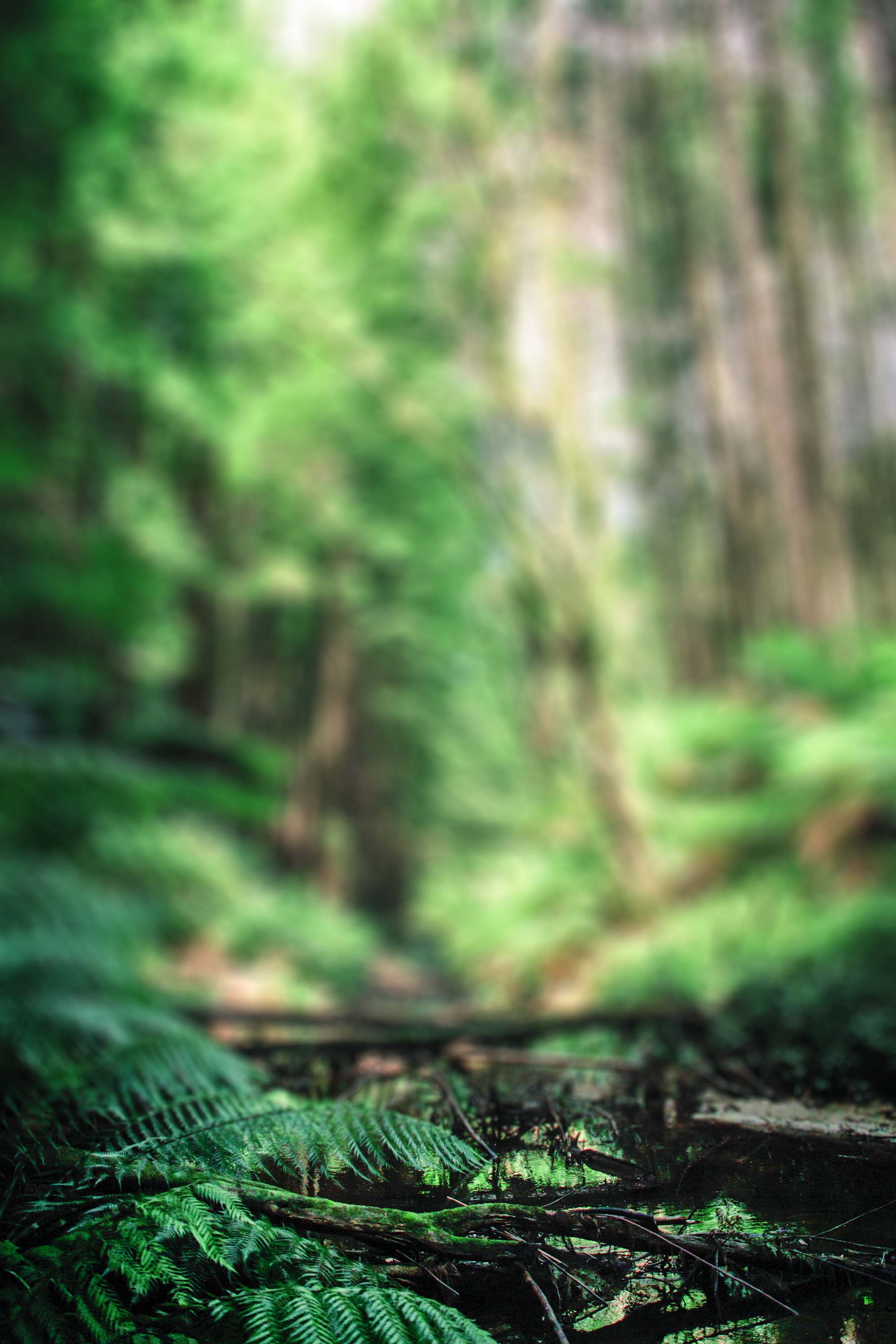 🔥 Nature Blur Tree Picsart Editing Background HD Download | CBEditz