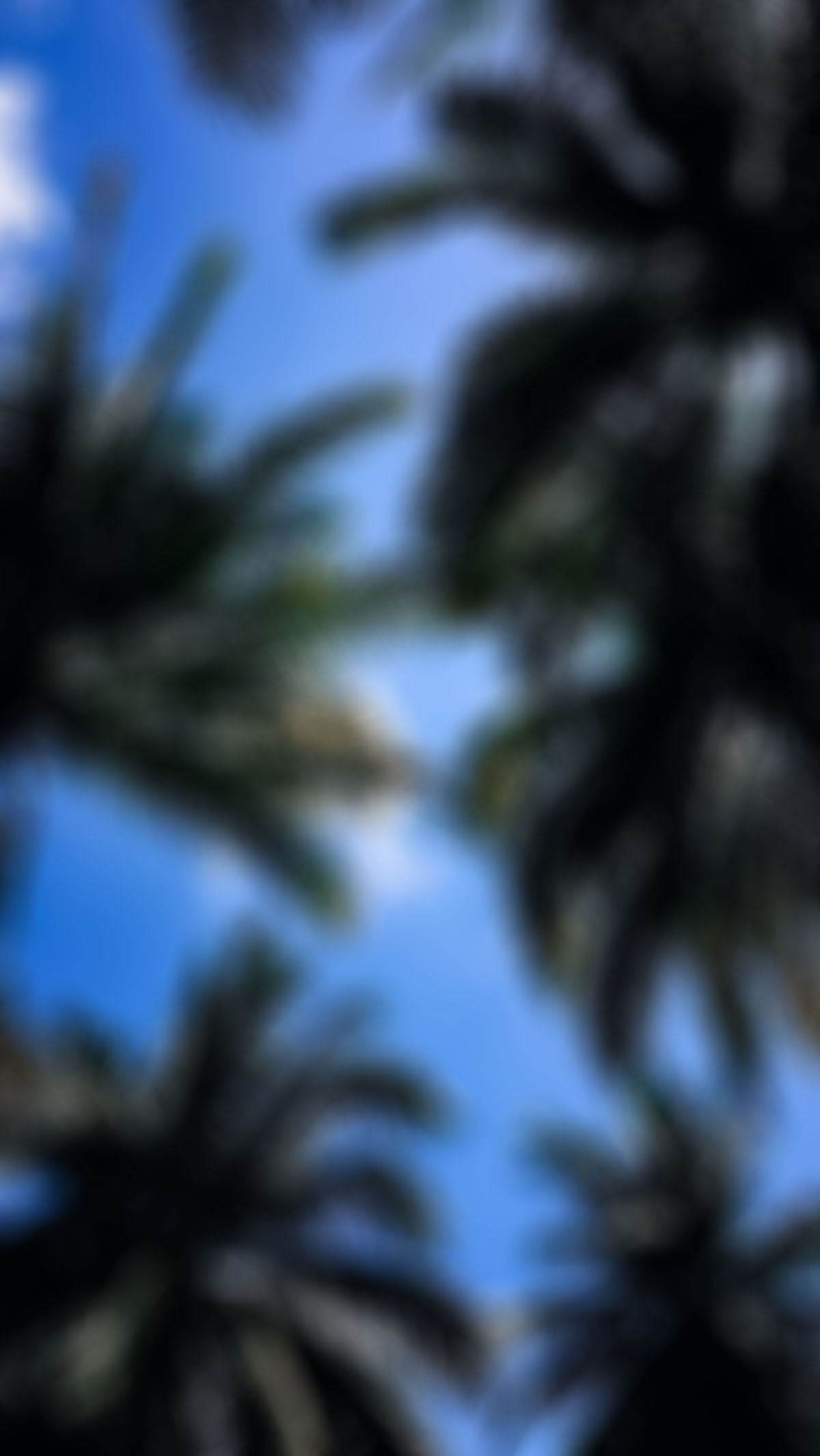🔥 Palm Tree Long Size Sky Background HD Donwload | CBEditz