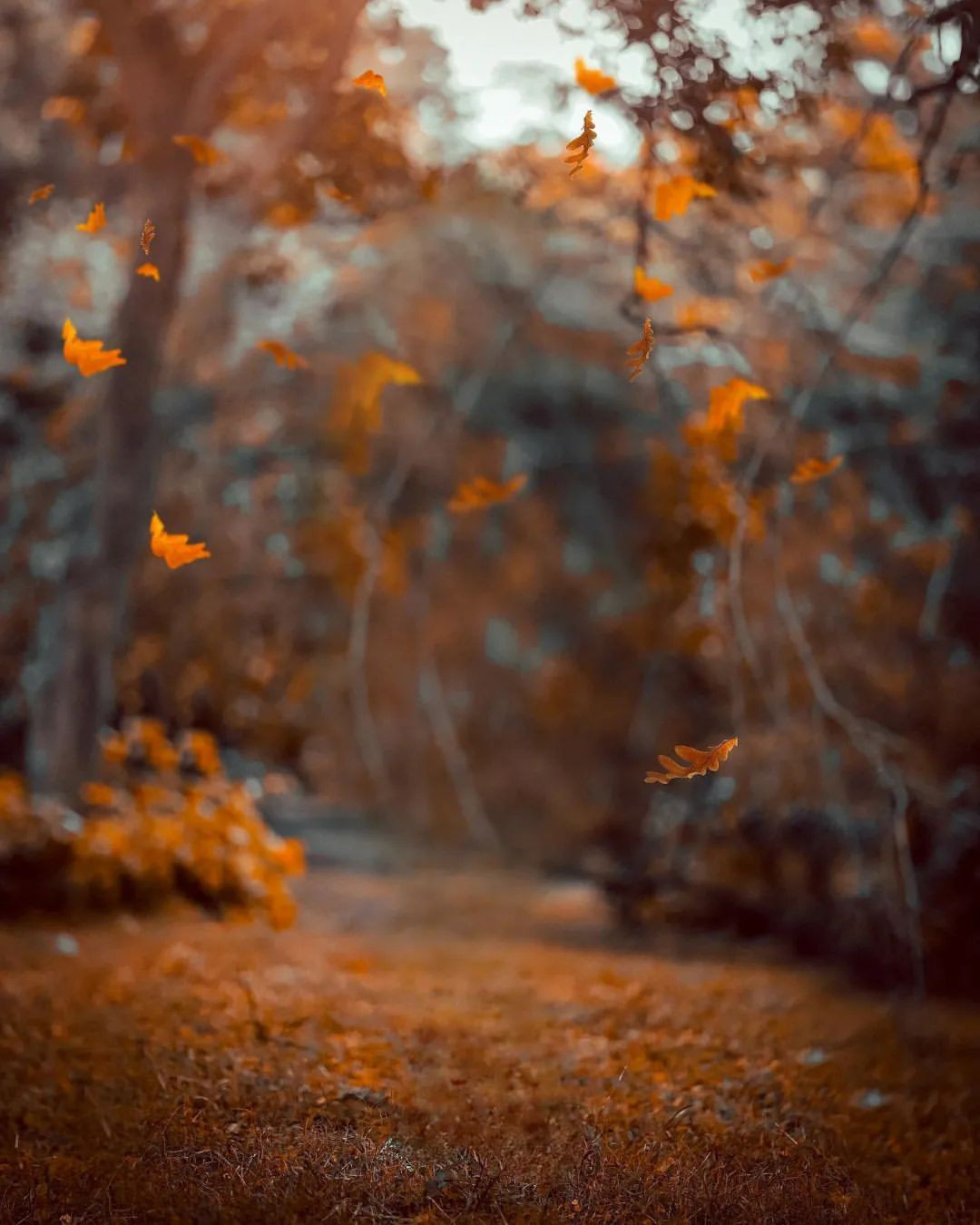 🔥 New Autumn CB Editing Background HD Download Free | CBEditz