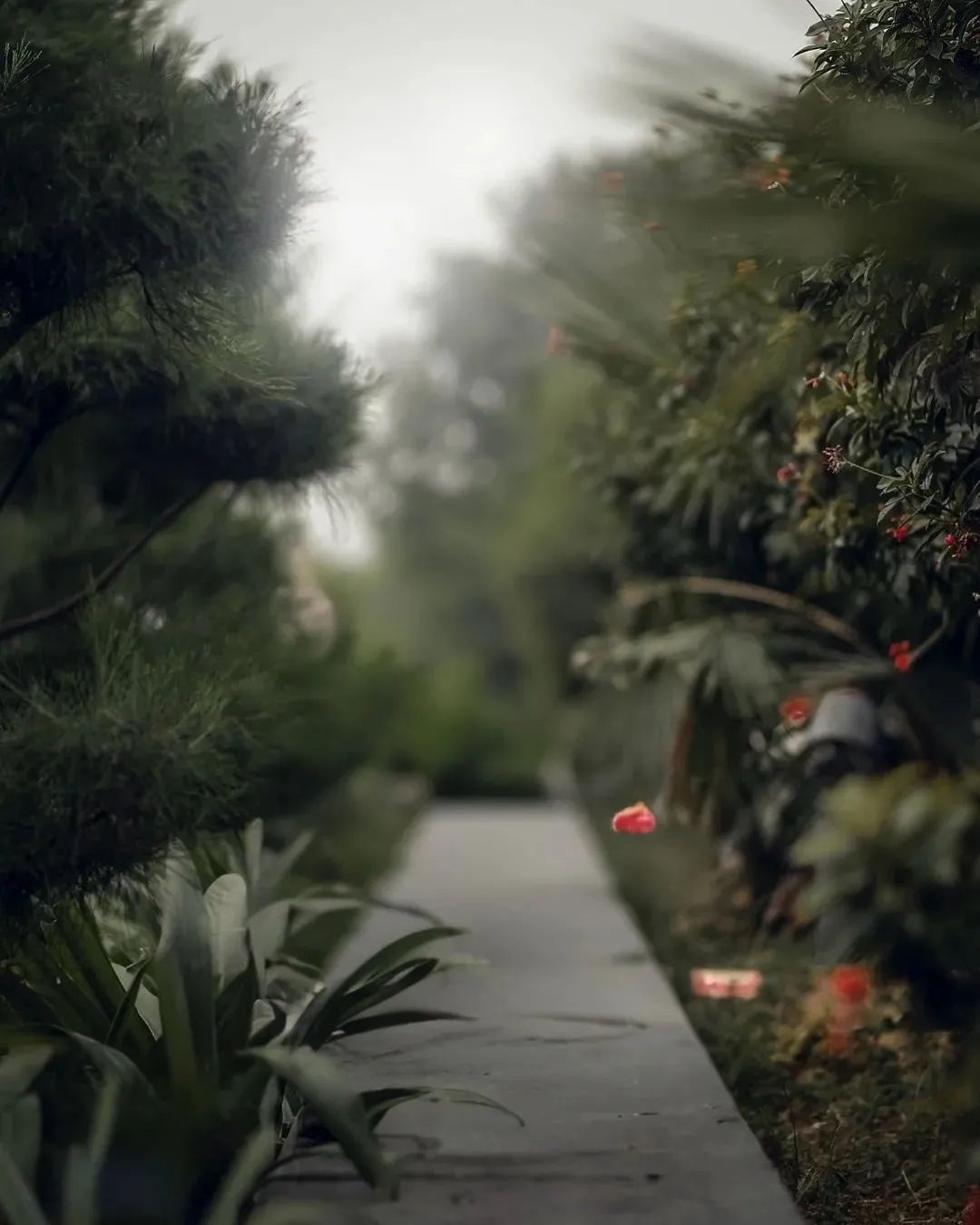 🔥 Photo Editing CB Path With Plants On The Side Background | CBEditz
