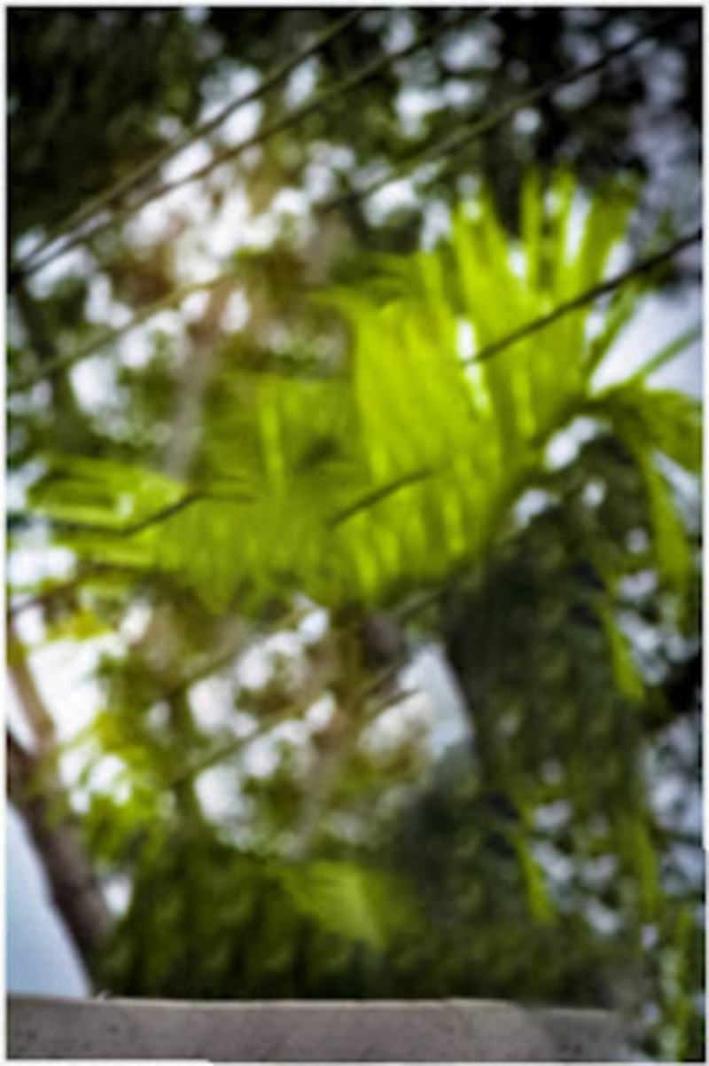 🔥 Tree Leaves Blur CB Background Full HD Download | CBEditz