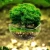 (27) + Tree Planting Background |2025| CBEditz